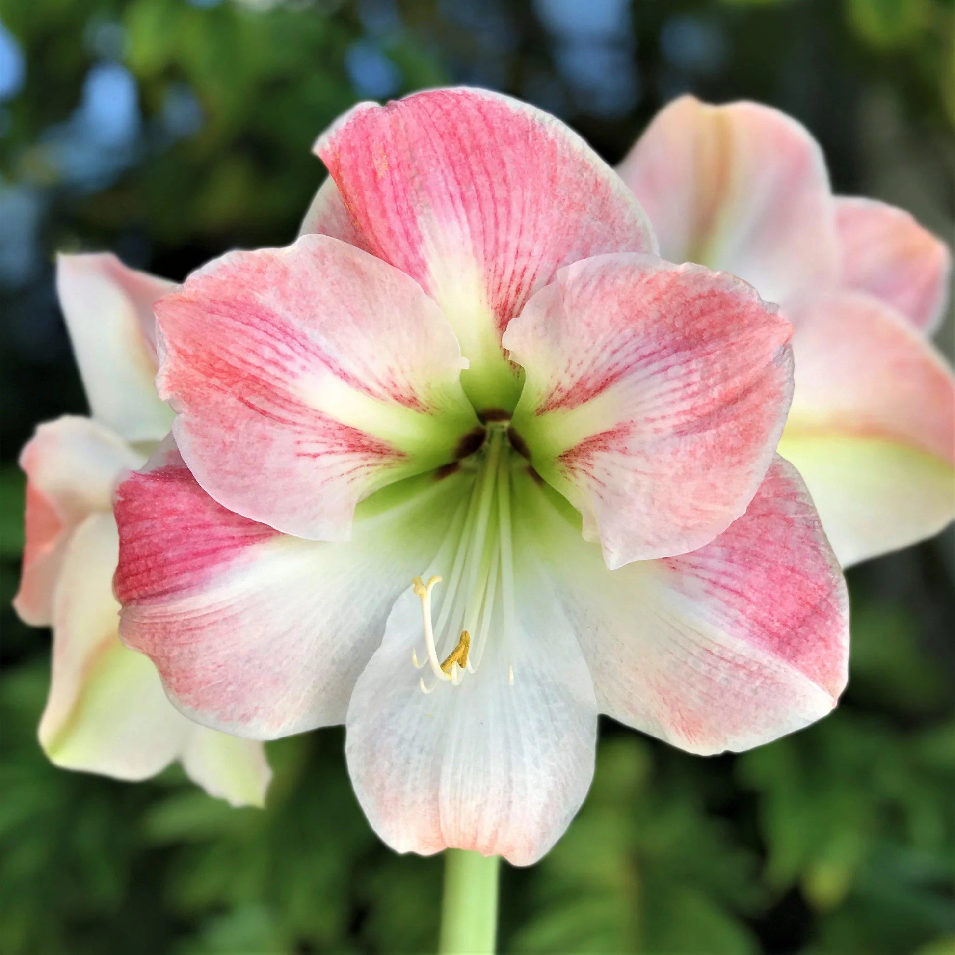 Dahlia May Flower Farm | Ontario Grown Flowers Located In Trenton, ON