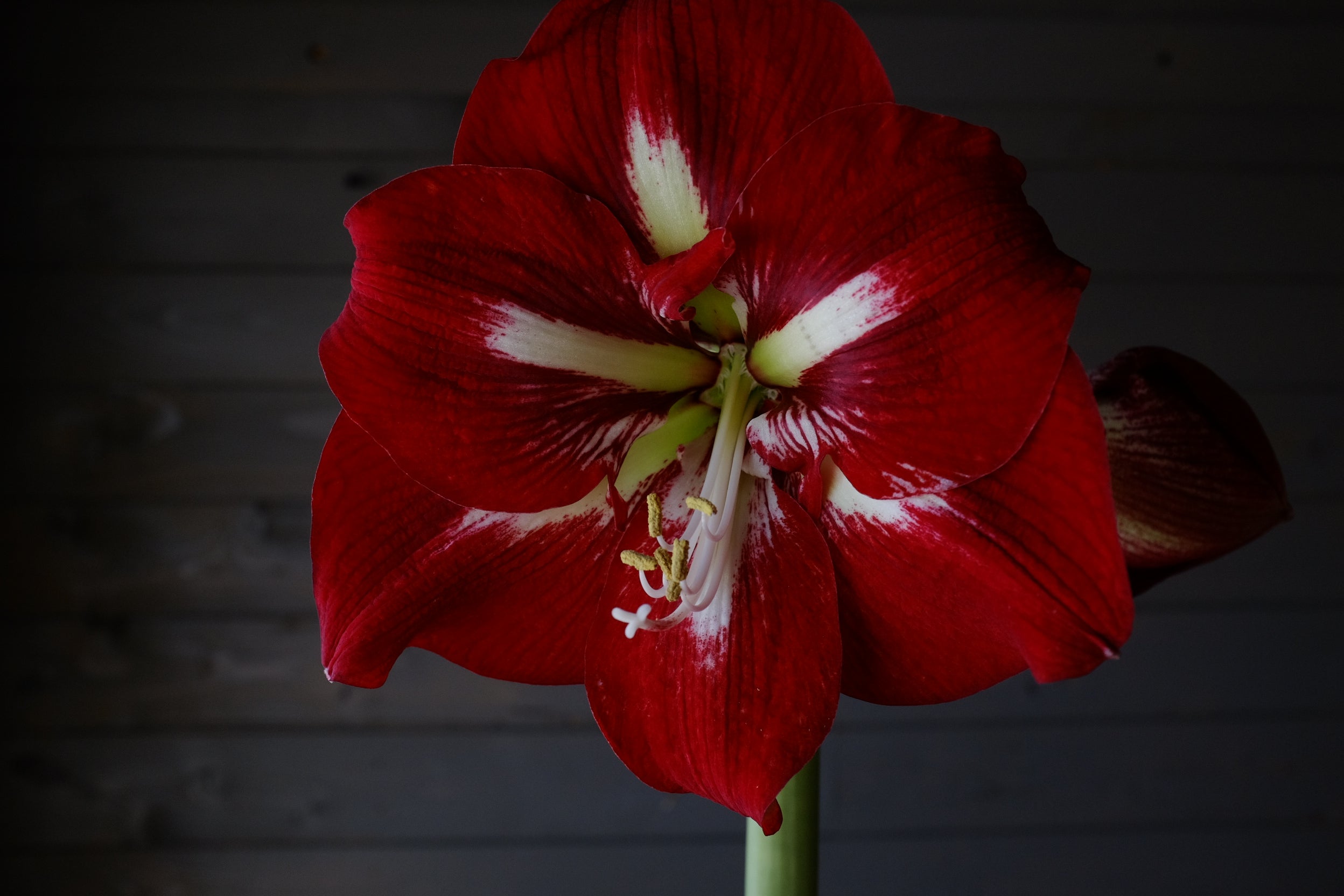 Dahlia May Flower Farm | Ontario Grown Flowers Located In Trenton, ON