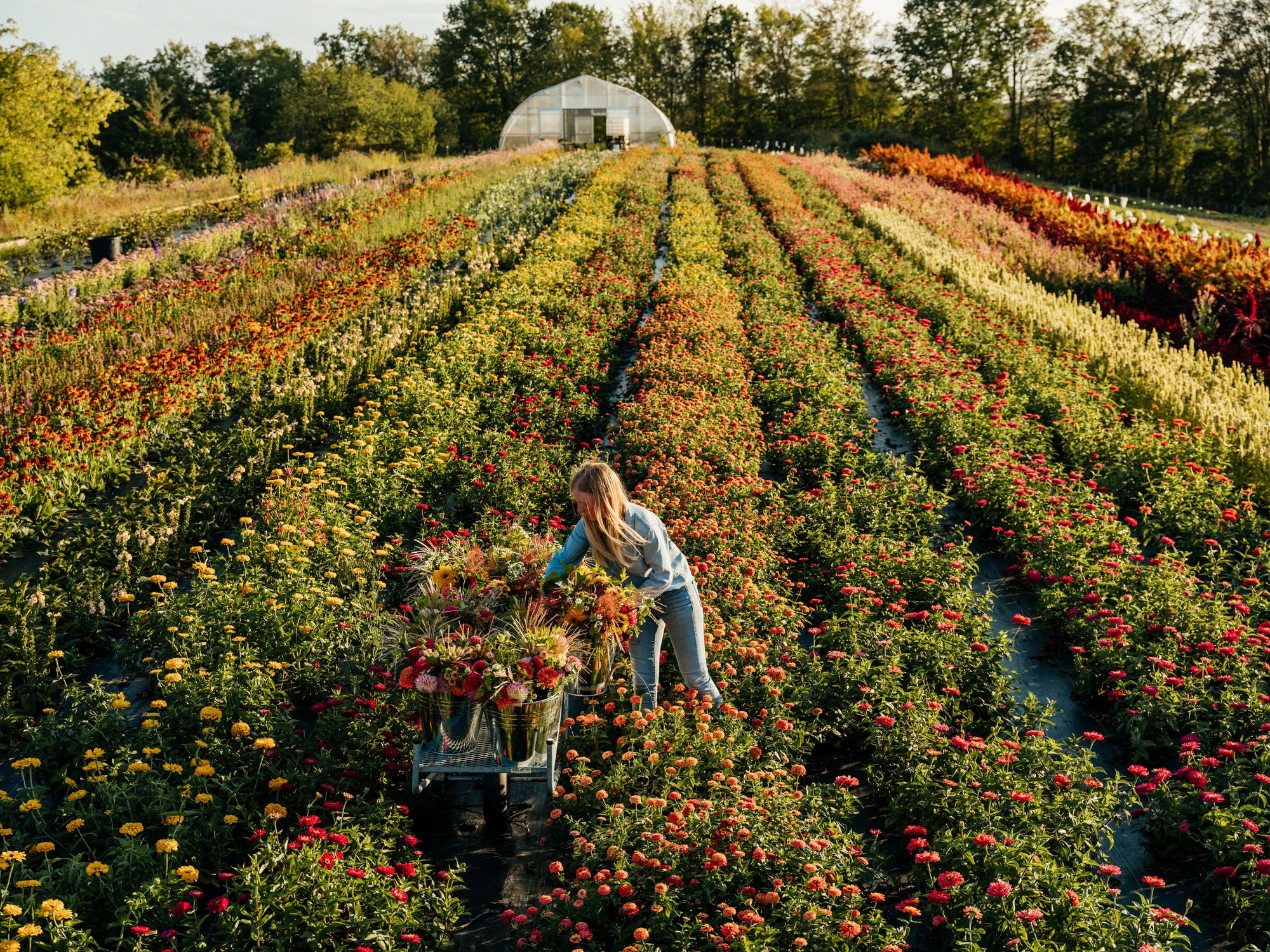 About Dahlia May Flower Farm