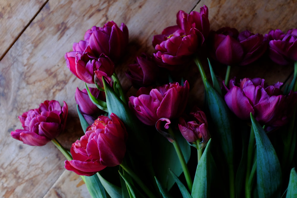 Dahlia May Flower Farm | Ontario Grown Flowers Located In Trenton, ON