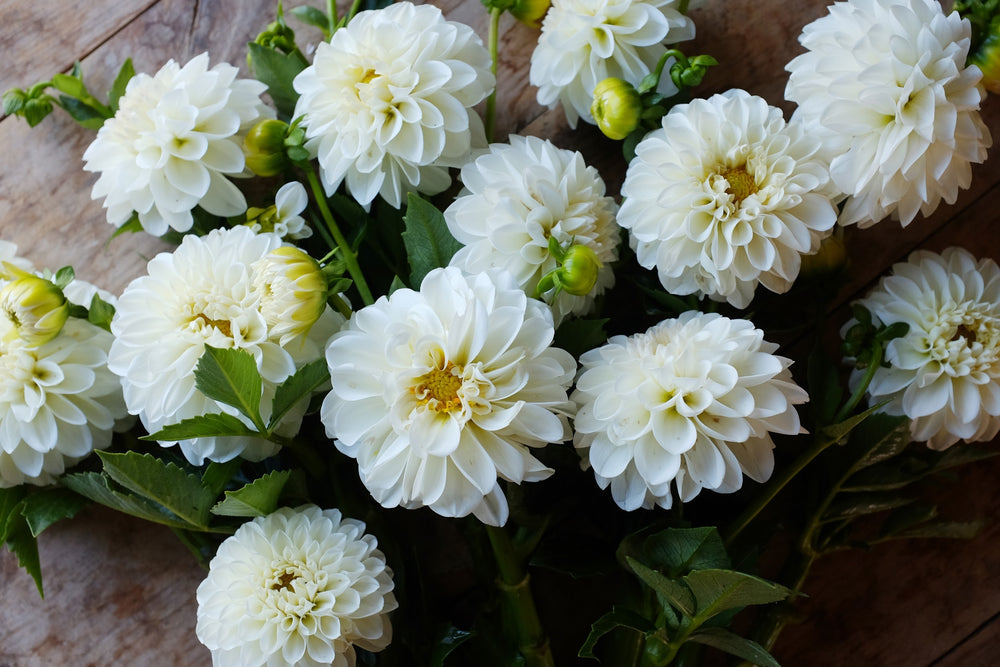 Dahlia May Flower Farm | Ontario Grown Flowers Located In Trenton, ON